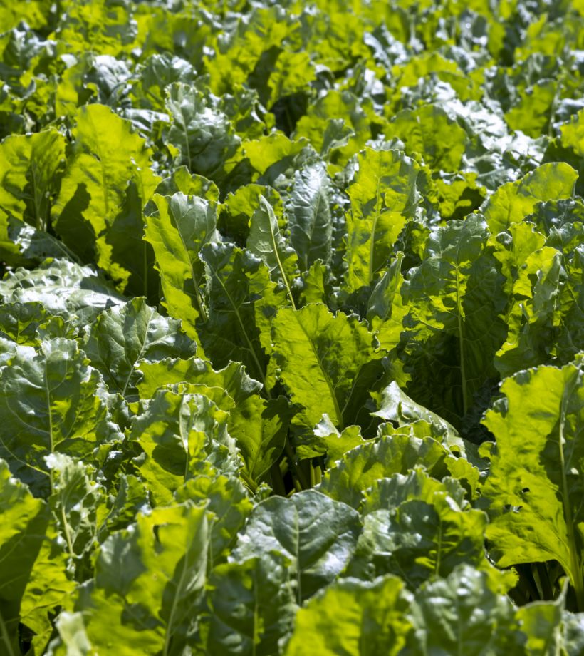 Hybrid cloud helps United Beet Seeds grow | NTT DATA
